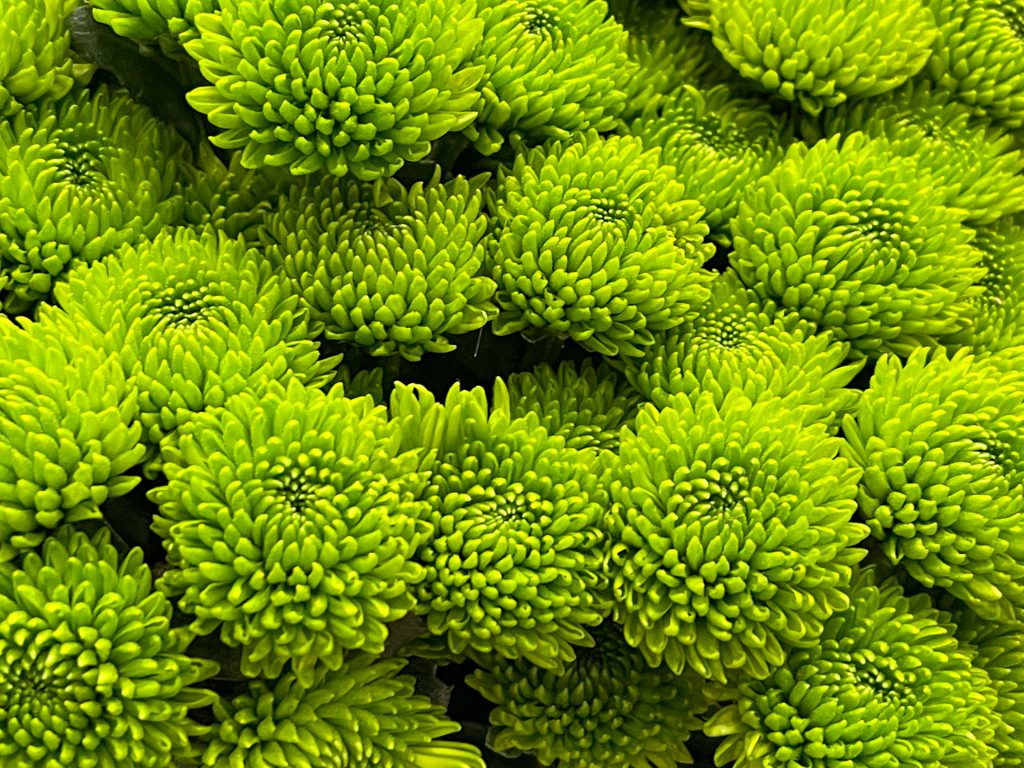 WordPress photo 959636f3aa | WordPress.org