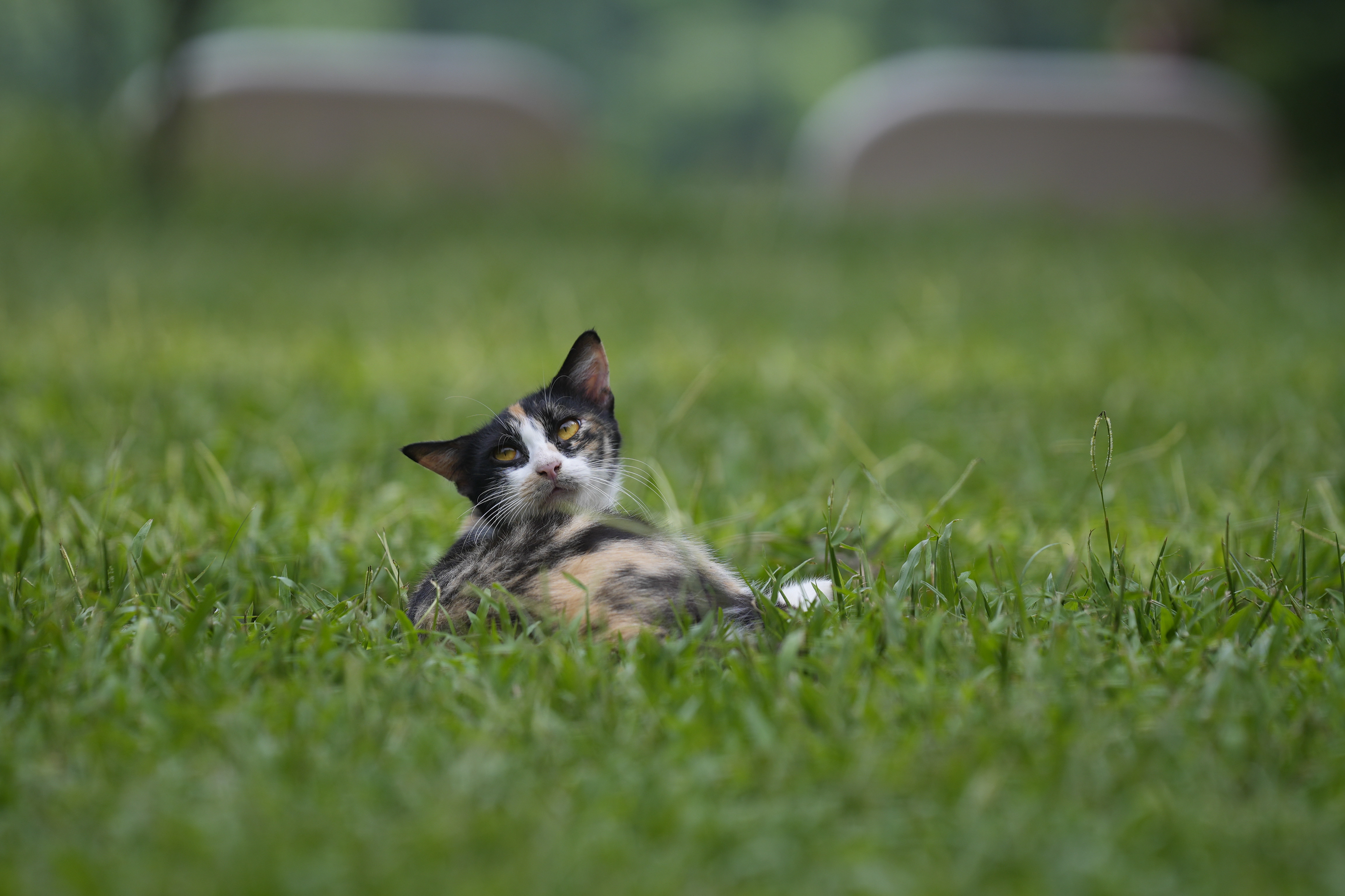 WordPress photo 43864a8230 | WordPress.org