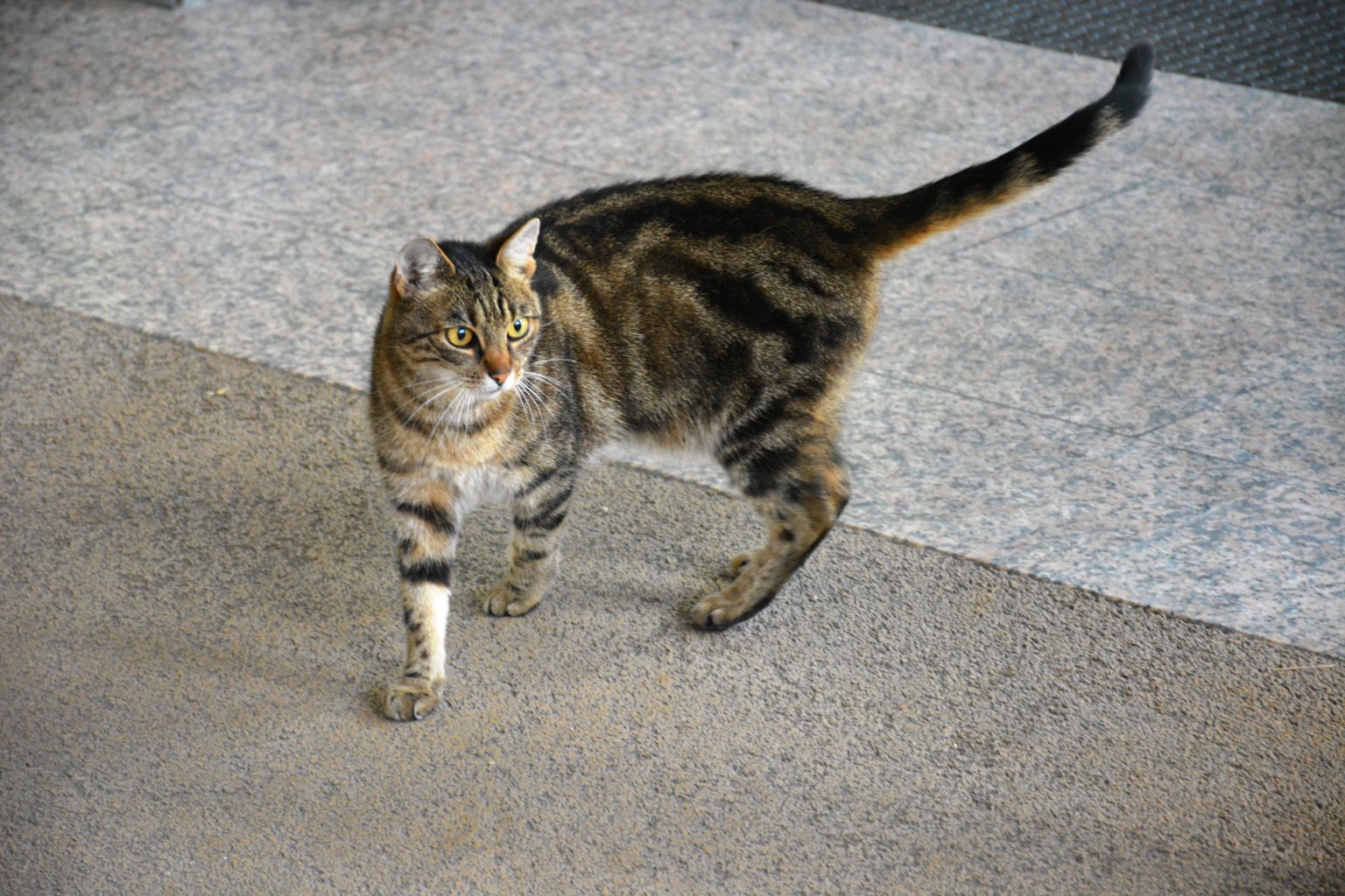 38564db987 – WordPress photo | WordPress.org Photo Directory