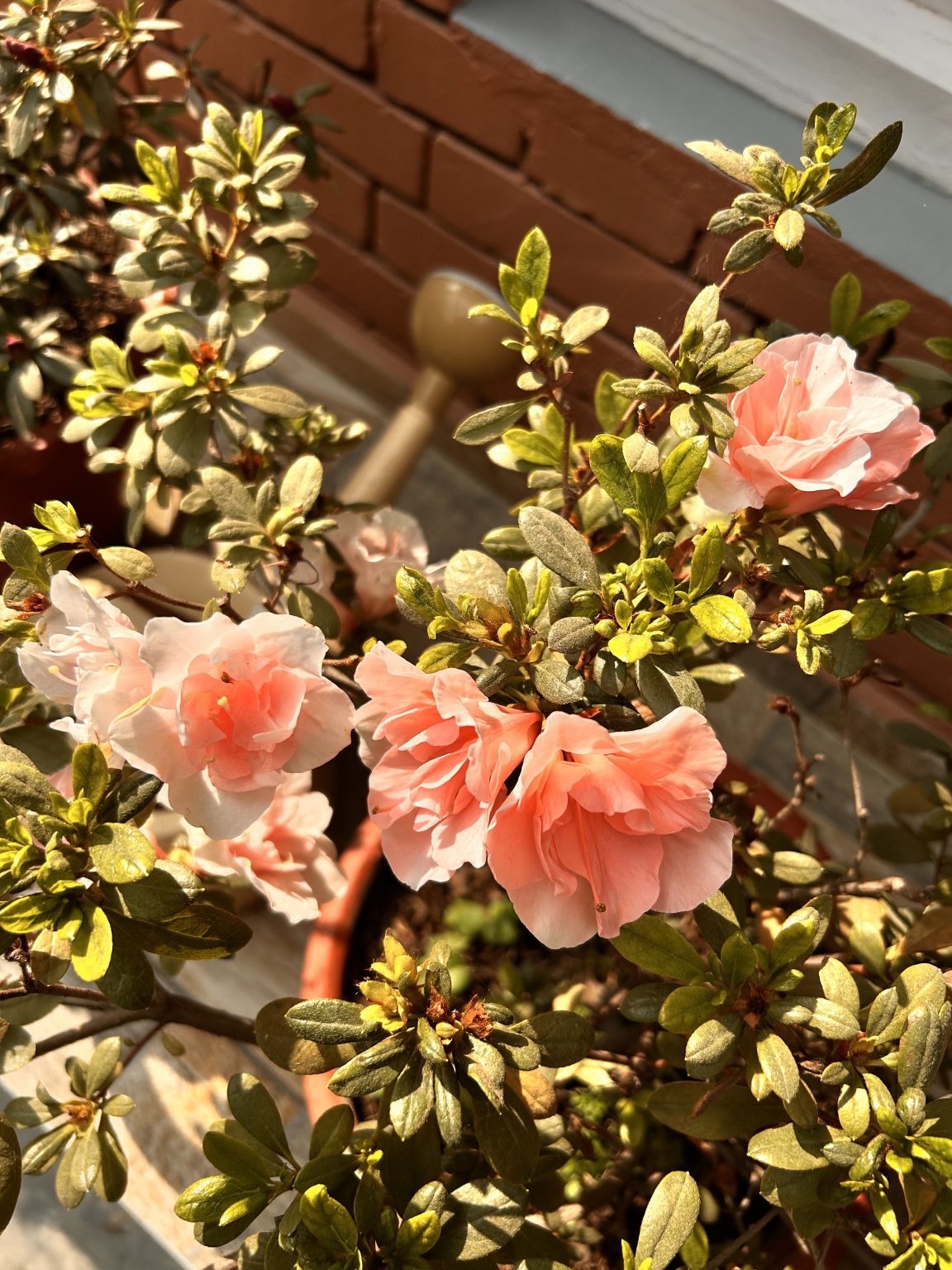 WordPress photo 981679c3dd | WordPress.org