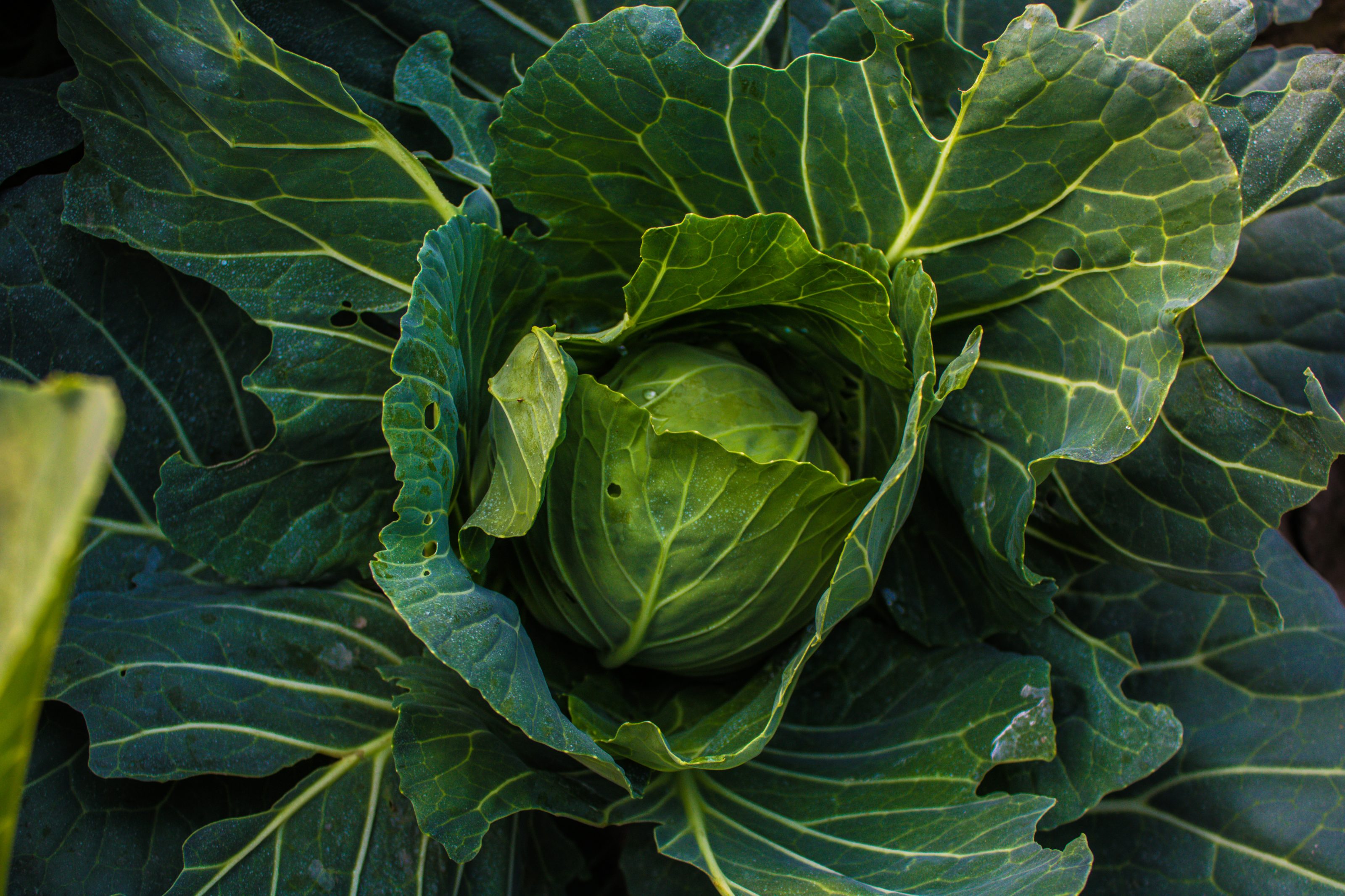 WordPress photo 238679e308 | WordPress.org