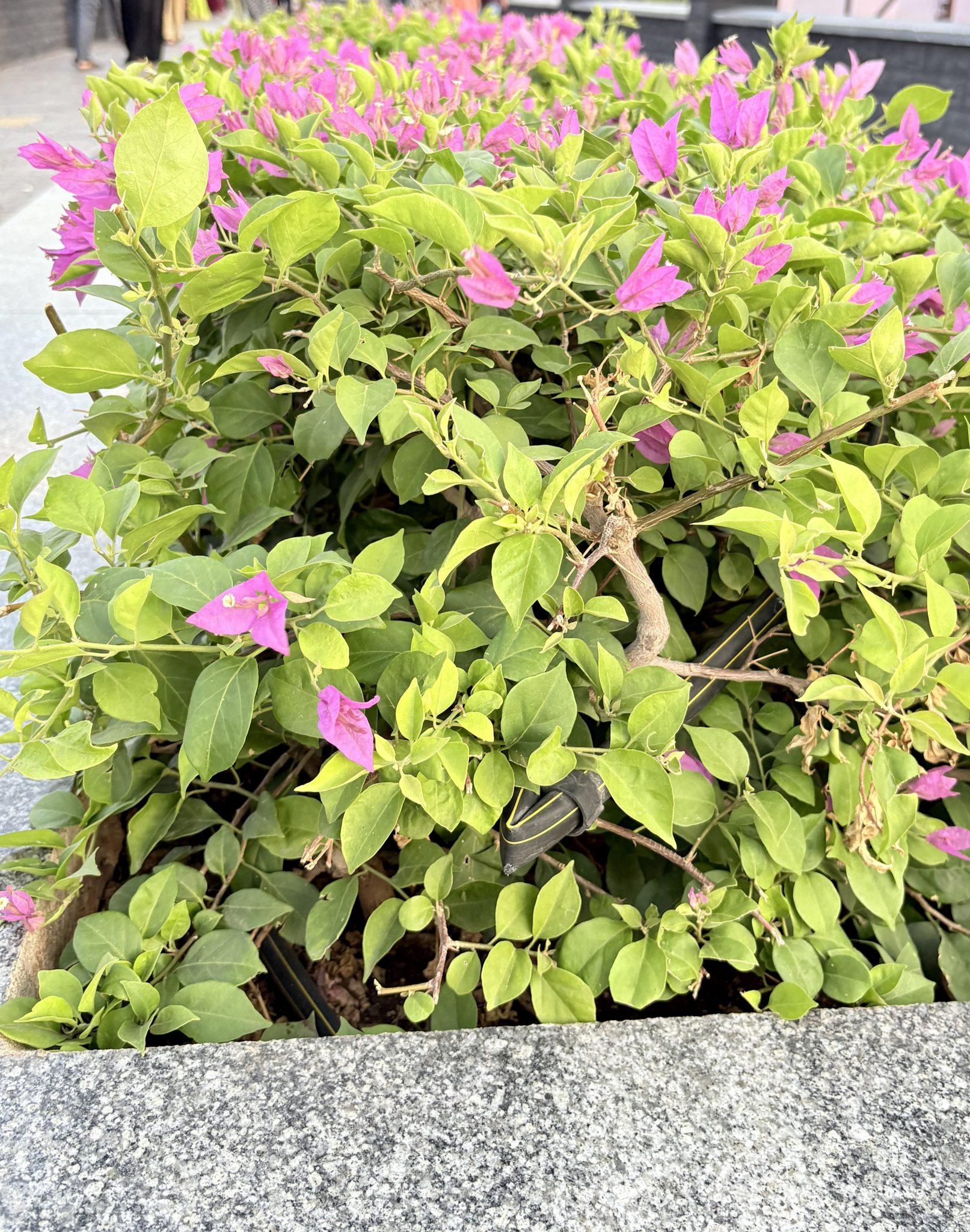 WordPress photo 57667fd44b | WordPress.org