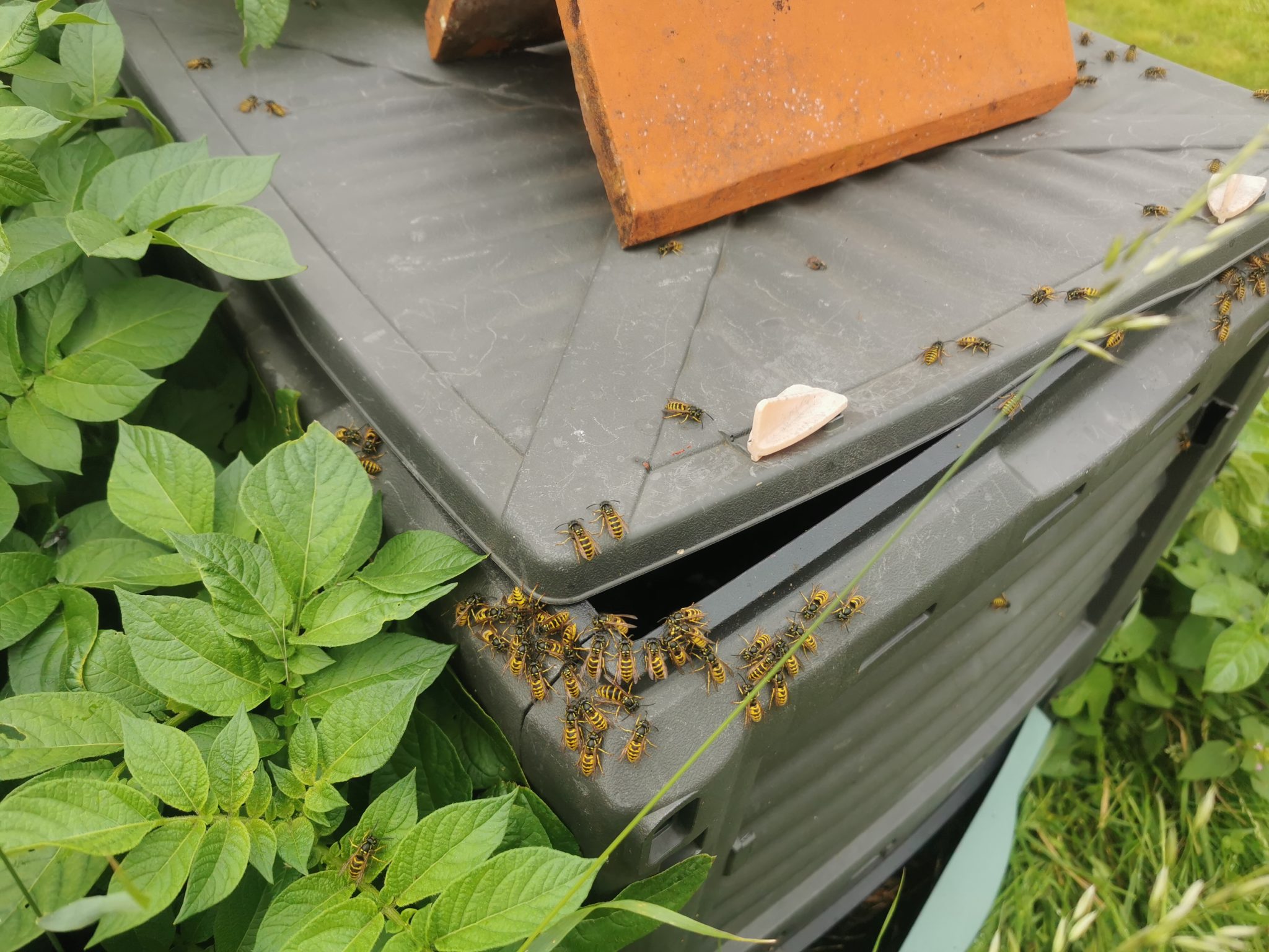 WordPress photo 81768b1299 | WordPress.org