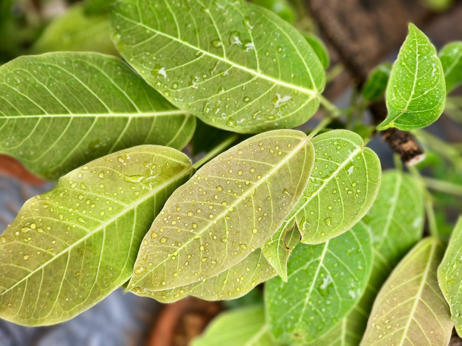 WordPress Photo Directory | WordPress.org